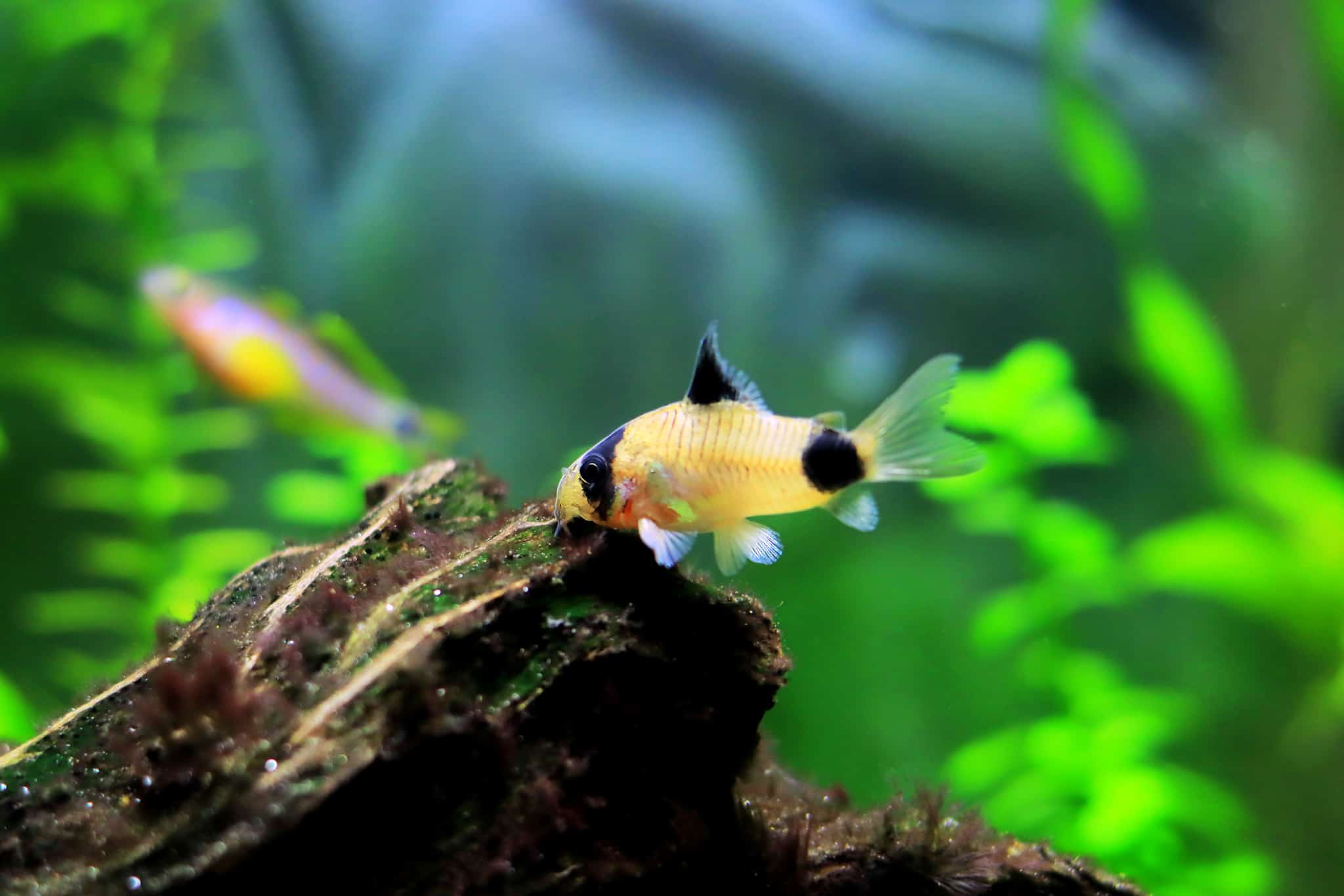 What Is the Best Setup For Corydoras - Fish Tank Nerd